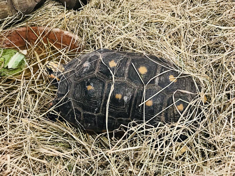 Red footed tortoise. stock image. Image of redfoot, outstanding - 157196777