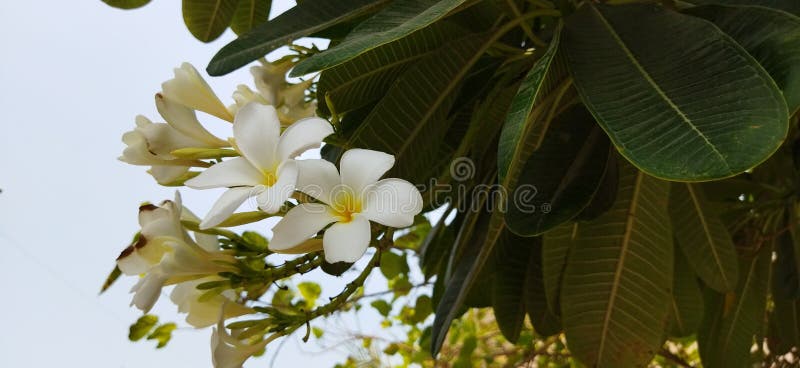 Chembaka white flower stock image. Image of produce - 223748395