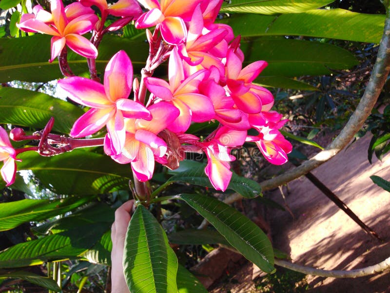 Chembakam special variety stock image. Image of plant - 178807117