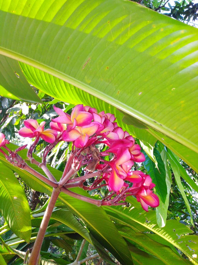 Chembakam or temple flower stock photo. Image of nature - 178806856