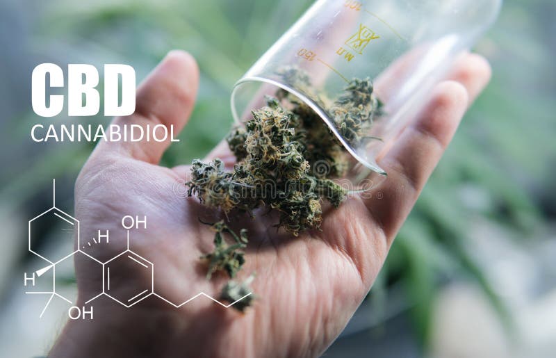 Chemical Formulas of Elements THC CBD in Marijuana Medical Strains Stock Photo - Image of ...