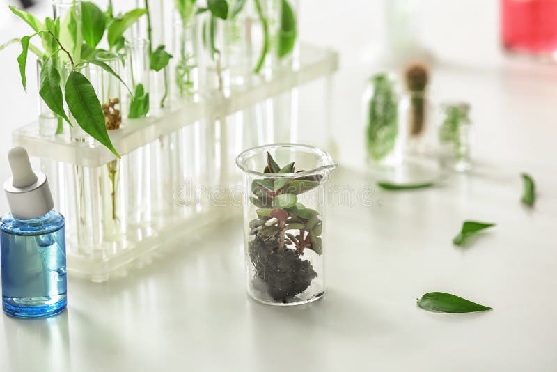 Chemical Glassware with Plants on Table in Laboratory Stock Photo ...