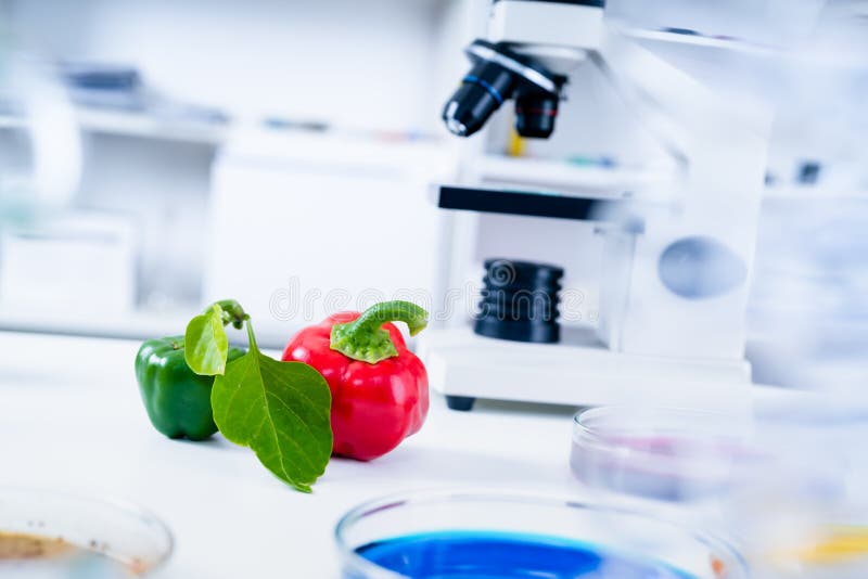 Chemical Laboratory of the Food Supply . Food in Laboratory, Dna Modify ...