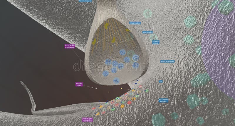 Chemical Synapses Allow Neurons To Form Circuits within the Central ...