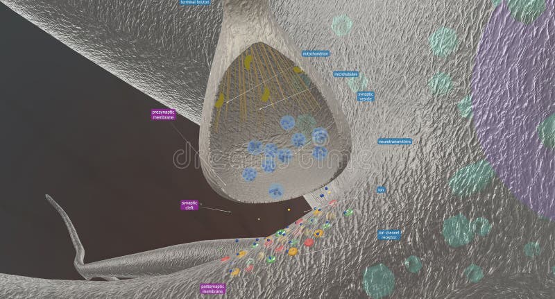 Chemical Synapses Allow Neurons To Form Circuits within the Central ...