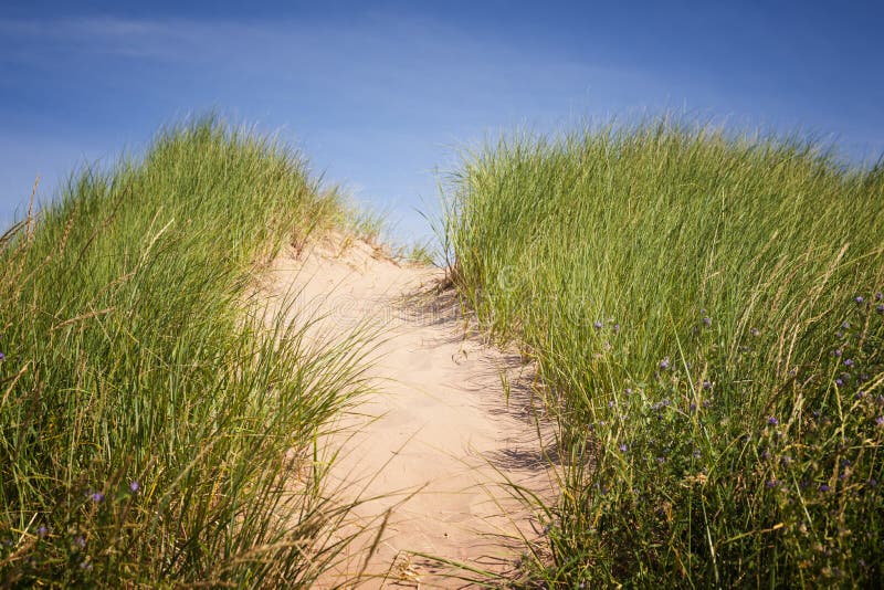 Chemin Dans Les Dunes Avec L'herbe Photo stock - Image du beau, sable ...