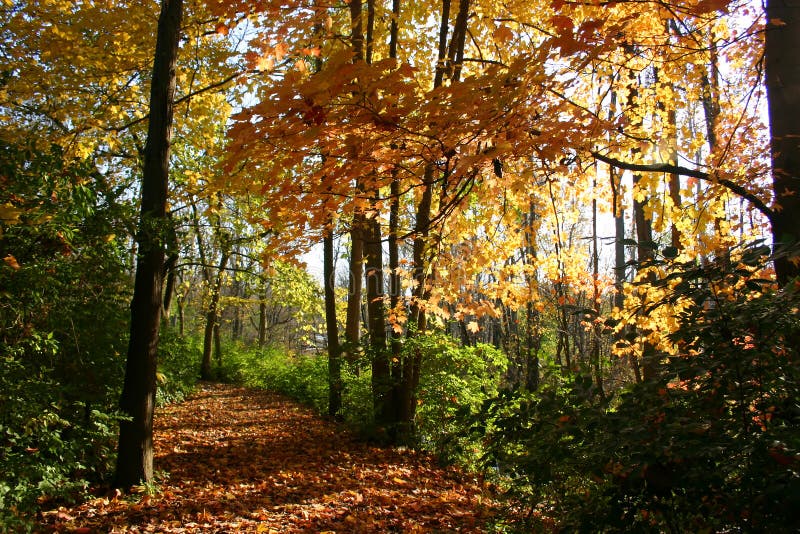 Joli Chemin D'automne à Travers Les Bois Photo stock - Image du weather ...