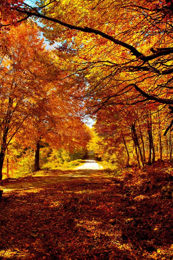 Chemin d'automne photo stock. Image du bois, forêt, sentier - 18996912