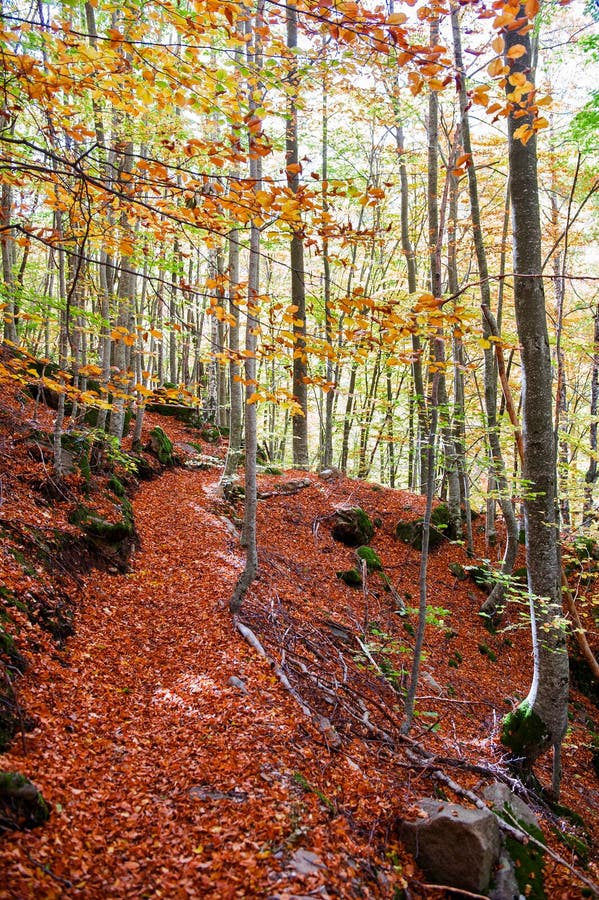 Chemin d'automne photo stock. Image du bois, forêt, sentier - 18996912