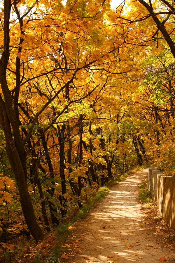 Chemin en bois image stock. Image du promenade, lames - 11324145
