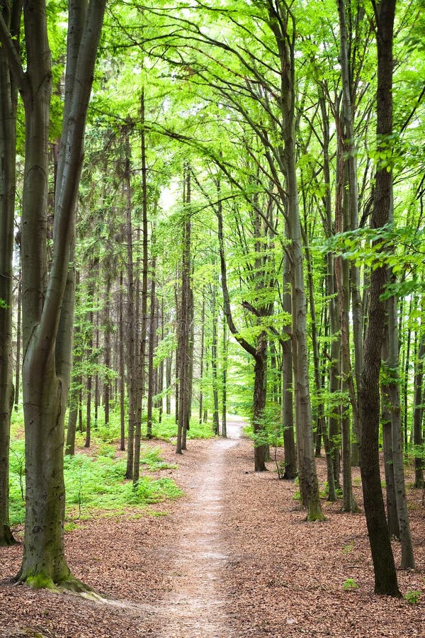Chemin dans la forêt photo stock. Image du stationnement - 26611018