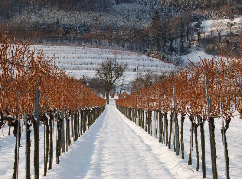 Chemin Dans Une Vigne En Hiver Image stock - Image du veille, santé ...