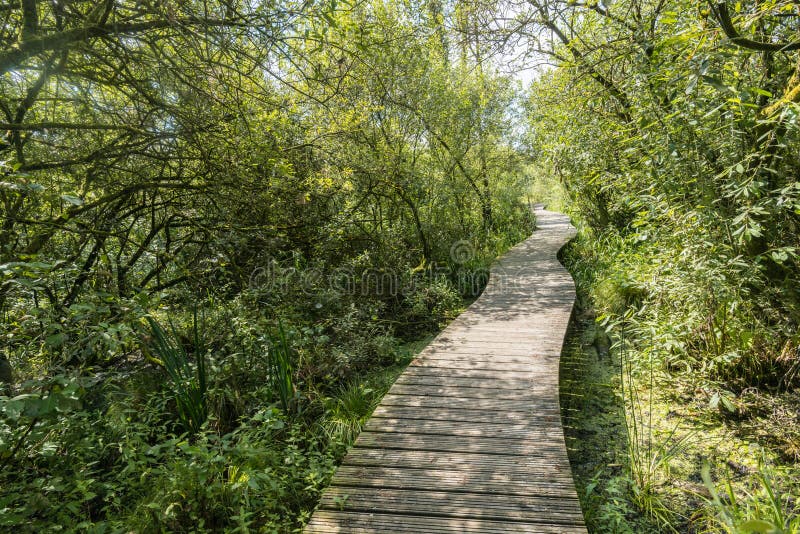 Chemin En Bois à Travers La Forêt Photo stock - Image du normal, voyage ...