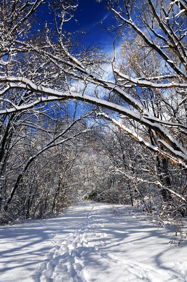 Chemin Dans La Forêt D'hiver Photo stock - Image of horizontal, forêt ...