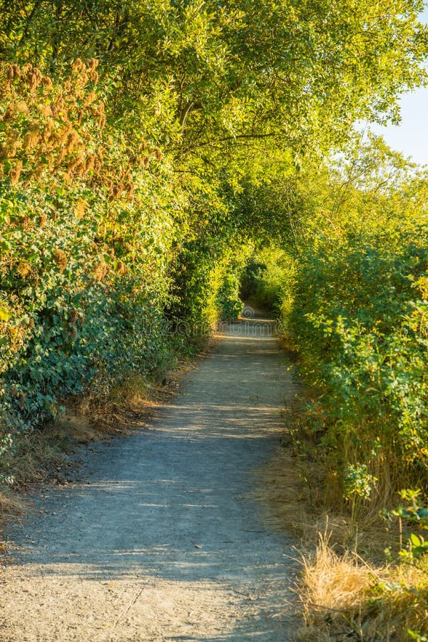 Chemin ensoleillé image stock. Image du branchements - 33544465