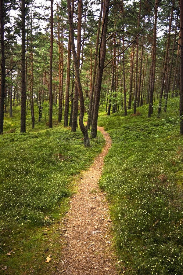 Chemin forestier image stock. Image du désert, chaud - 11754027