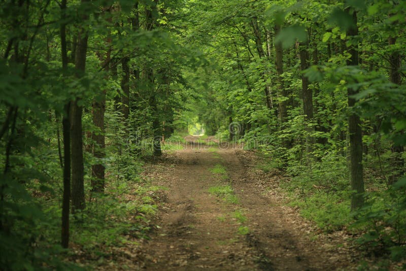Chemin forestier image stock. Image du navigation, bois - 13197545