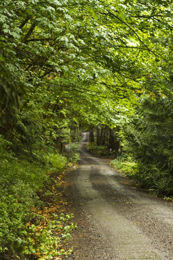 Chemin forestier photo stock. Image du explorez, forêt - 24029378