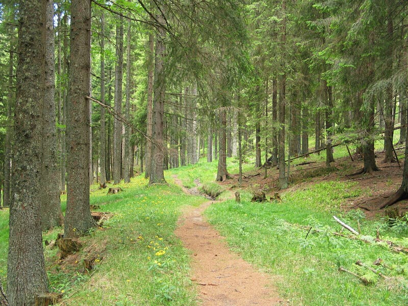 Chemin forestier photo stock. Image du forêt, nature, arbres - 267272