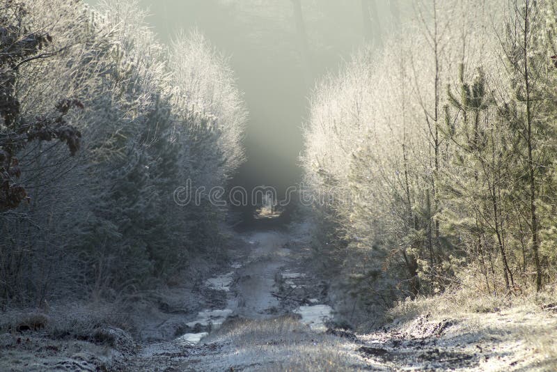 Chemin Forestier Dans Le Paysage D'hiver Image stock - Image du brumeux ...