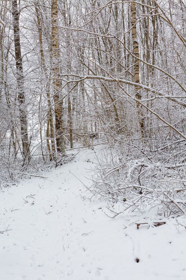 Chemin d'hiver image stock. Image du navigation, suède - 47919295