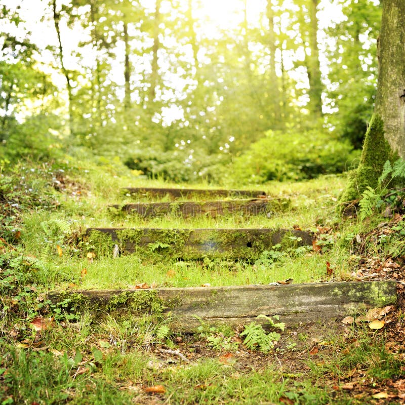 Chemin Forestier Idyllique Avec Les Fleurs Blanches Image stock - Image ...