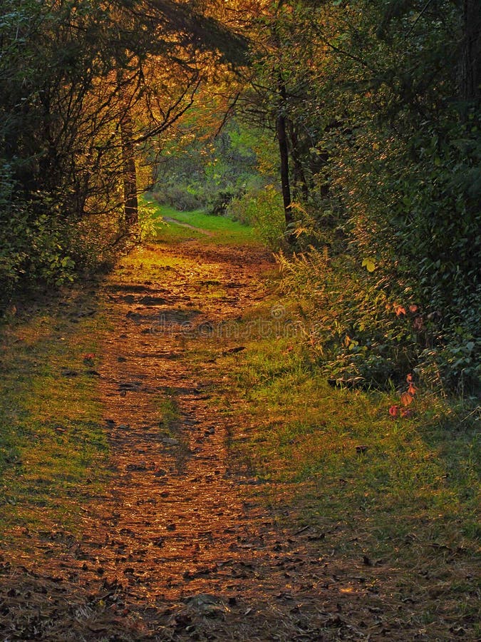 Chemin Sunlit de nature photo stock. Image du sunlit - 11182408