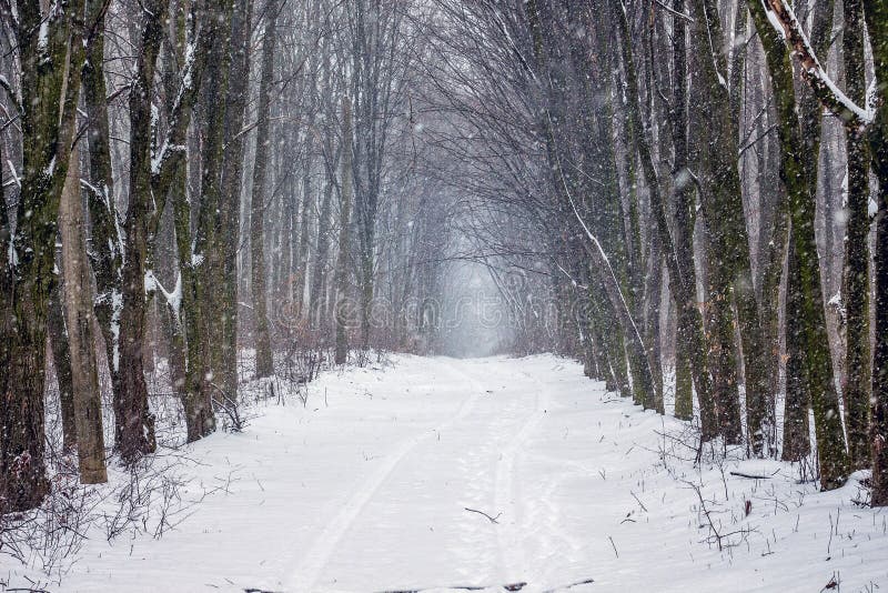 Chemin Large Dans La Forêt D'hiver Pendant Le Snowfall_ Photo stock ...