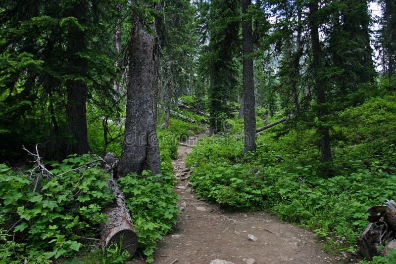 Chemin Rocheux Dans La Plantation Olive, Croatie Dalmatie Photo stock ...