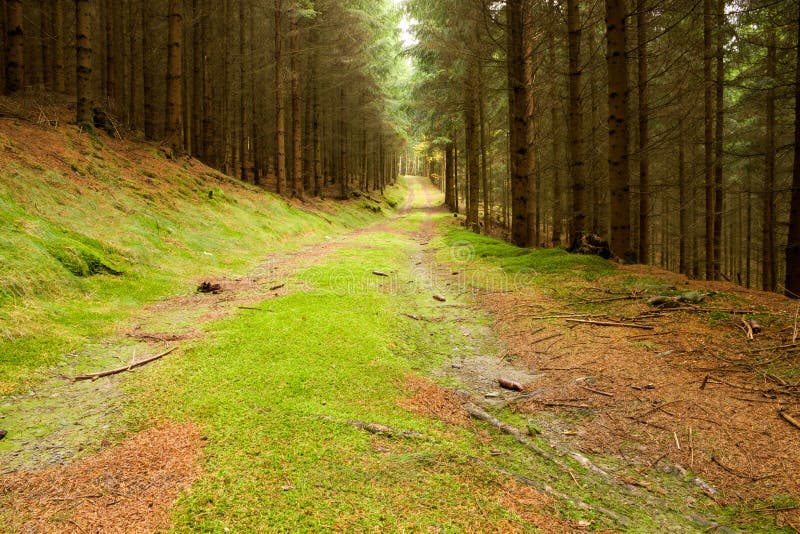 Chemins forestiers image stock. Image du aventure, matin - 79958257