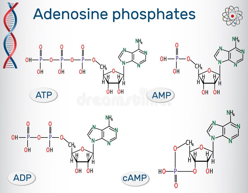 Strukturformeln Von Monosacchariden (Hexosen) Vektor Abbildung ...