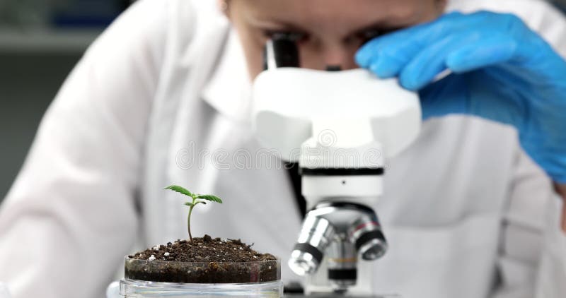 The Chemist Looks at the Sprout through a Microscope Stock Video ...