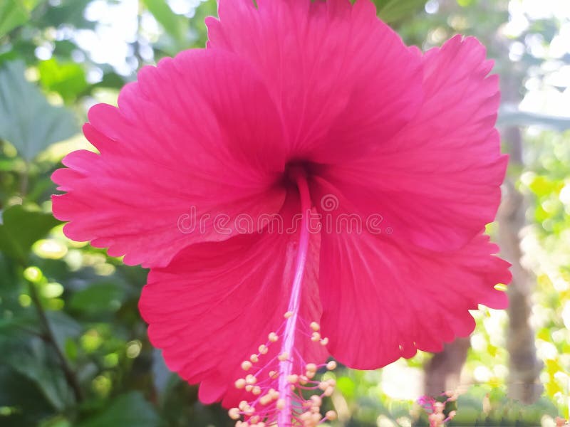 Chemparathi Stock Photos - Free & Royalty-Free Stock Photos from Dreamstime