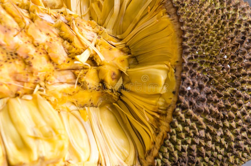 Chempedak fruit stock photo. Image of thailand, fresh - 44036212