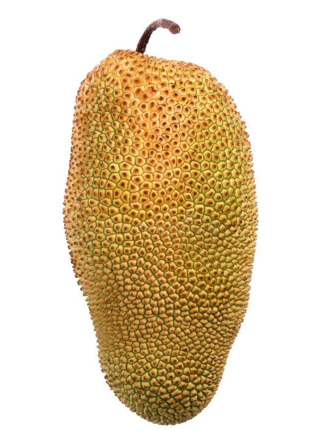 Chempedak Fruit Arils VI stock photo. Image of artocarpus - 34652454