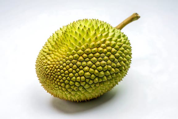 Chempedak Photo Fruit White Background Stock Illustration ...