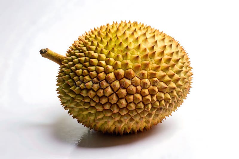 Chempedak Photo Fruit White Background Stock Illustration ...