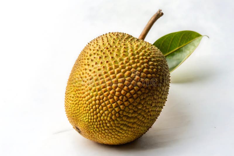 Chempedak Photo Fruit White Background Stock Illustration ...