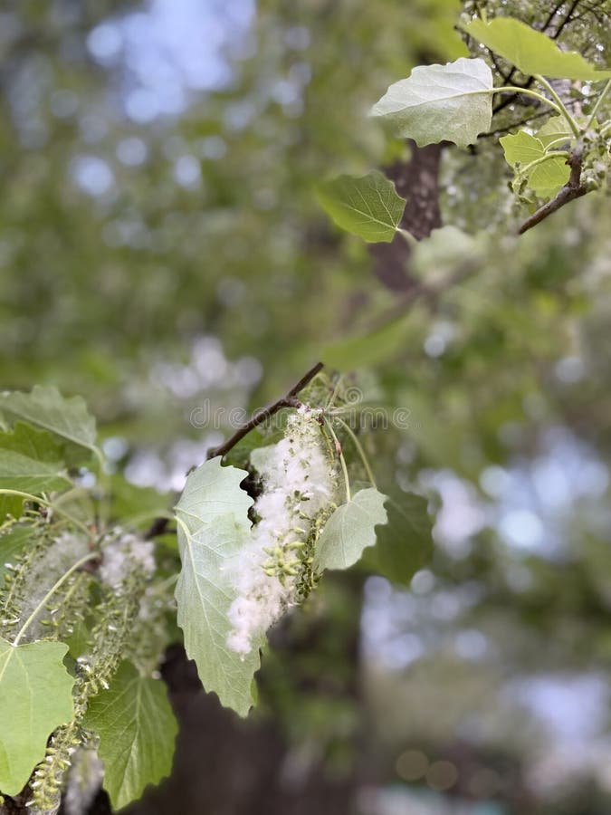 Oak Tree Pollen stock image. Image of outdoors, tree, springtime - 4958865