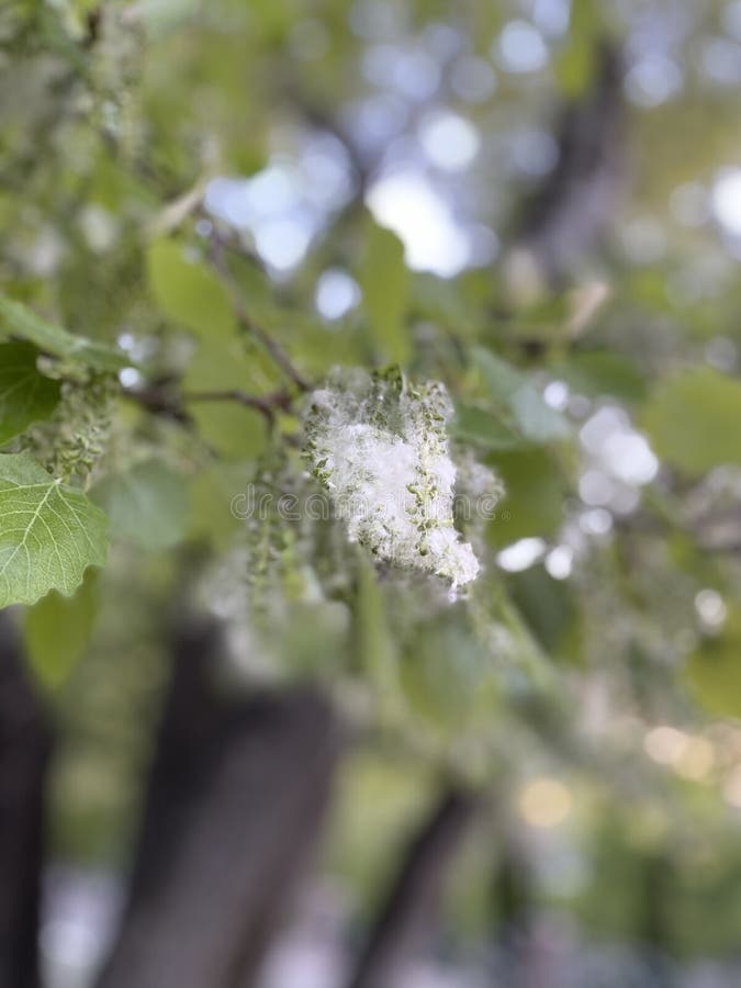 Chenar Plane Tree Pollen Close Up View Stock Image - Image of tree ...