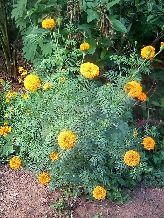 Chendumalli stock photo. Image of chendumalli, flower - 129980716