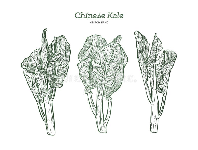 Kale Line Art Stock Illustrations – 239 Kale Line Art Stock ...