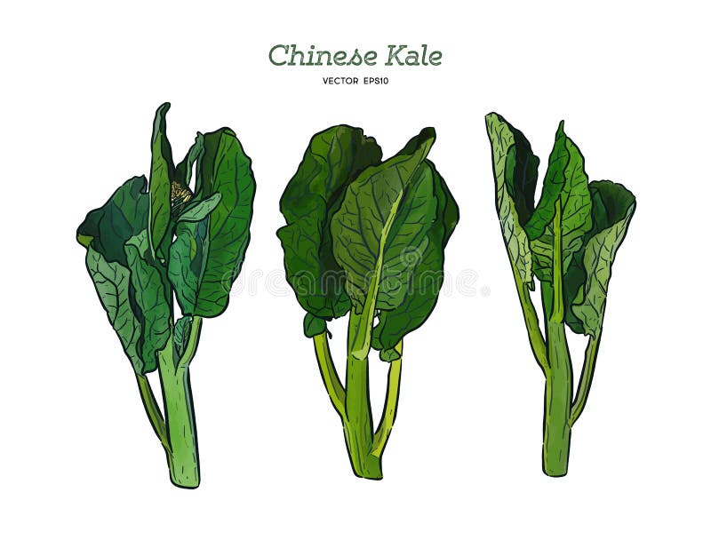 Kale, Hand Draw Vector. Vegetable Stock Vector - Illustration of draw ...