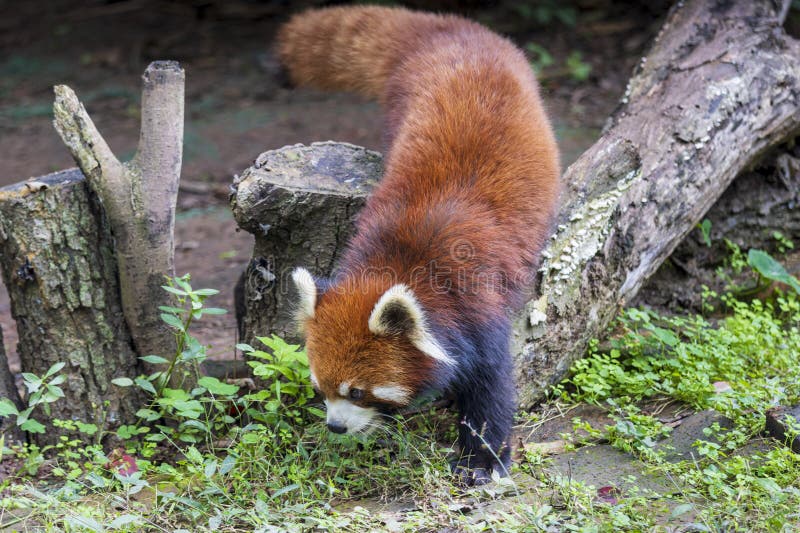 Red Panda in the Panda Conservation Center in Chengdu, China. Editorial ...