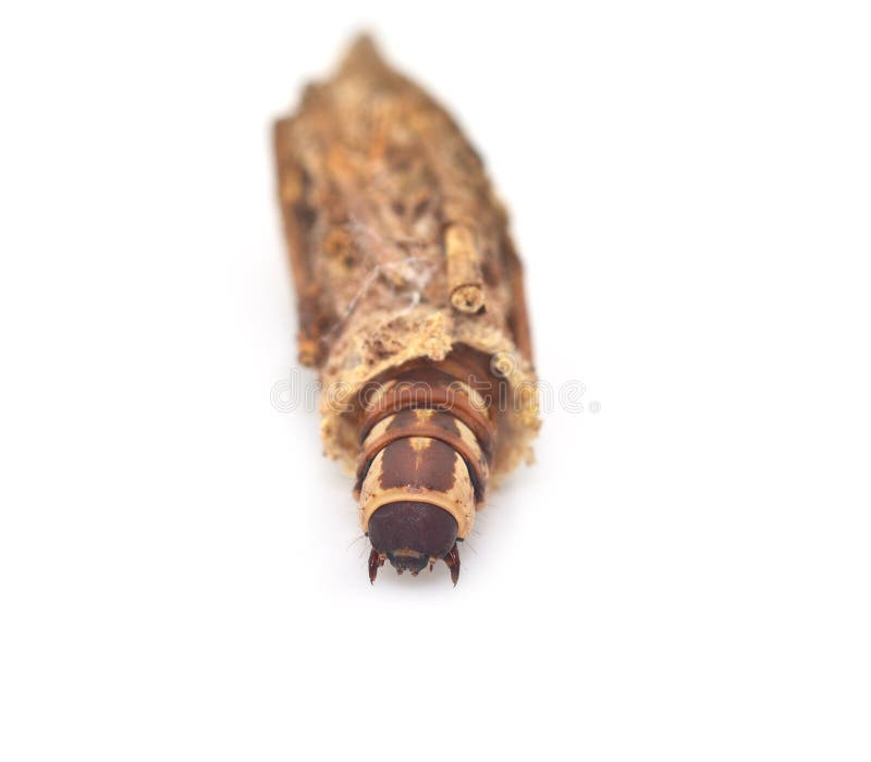 Chenille De Cocon D'insecte Image stock - Image du soie, animal: 43346521