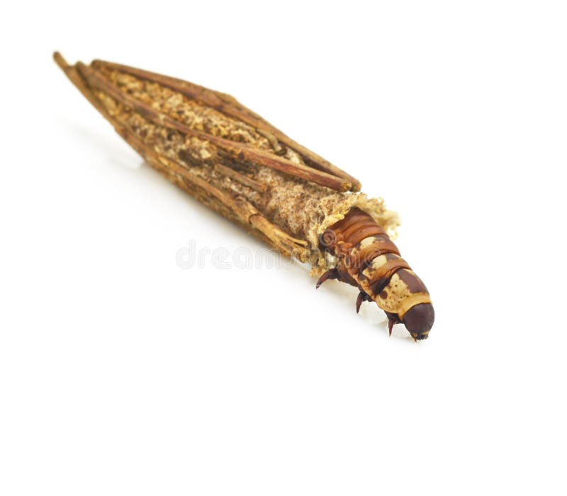 Chenille De Cocon D'insecte Photo stock - Image du larve, cocon: 43346522