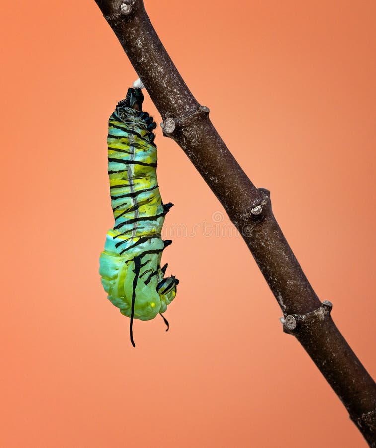 Chenille De Monarque Pupating Photo stock - Image du pupation ...