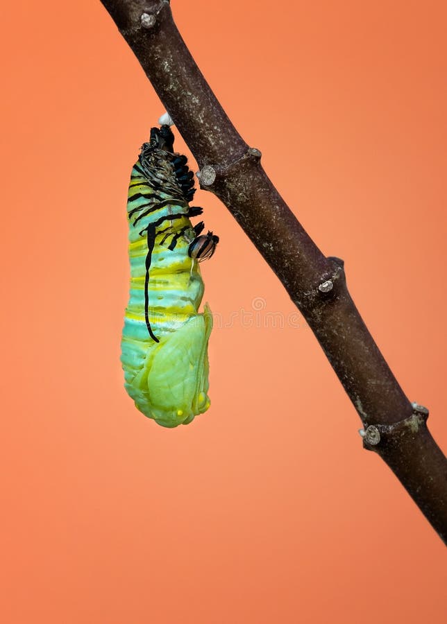 Chenille De Monarque Pupating Image stock - Image du insecte, détail ...