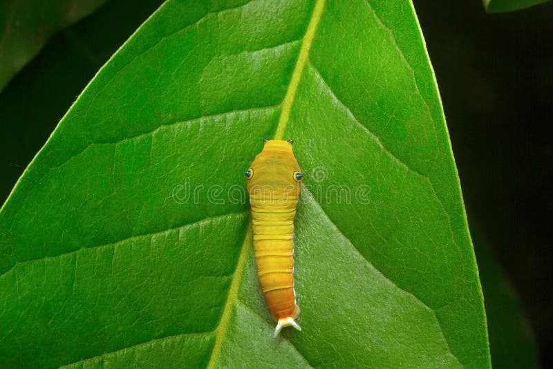 Chenille De Papillon, Colonie De Lait D'Aarey, INDE Photo stock - Image ...