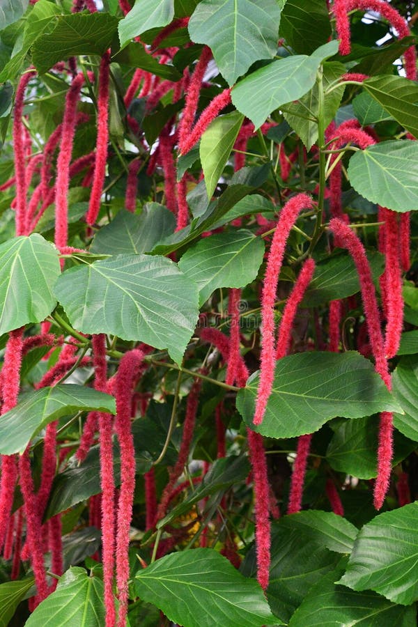 Chenille Red-Hot Cattail stock photo. Image of cultivated - 336305544